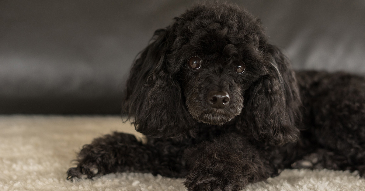 Le caniche - Chien Infos : Conseils canins
