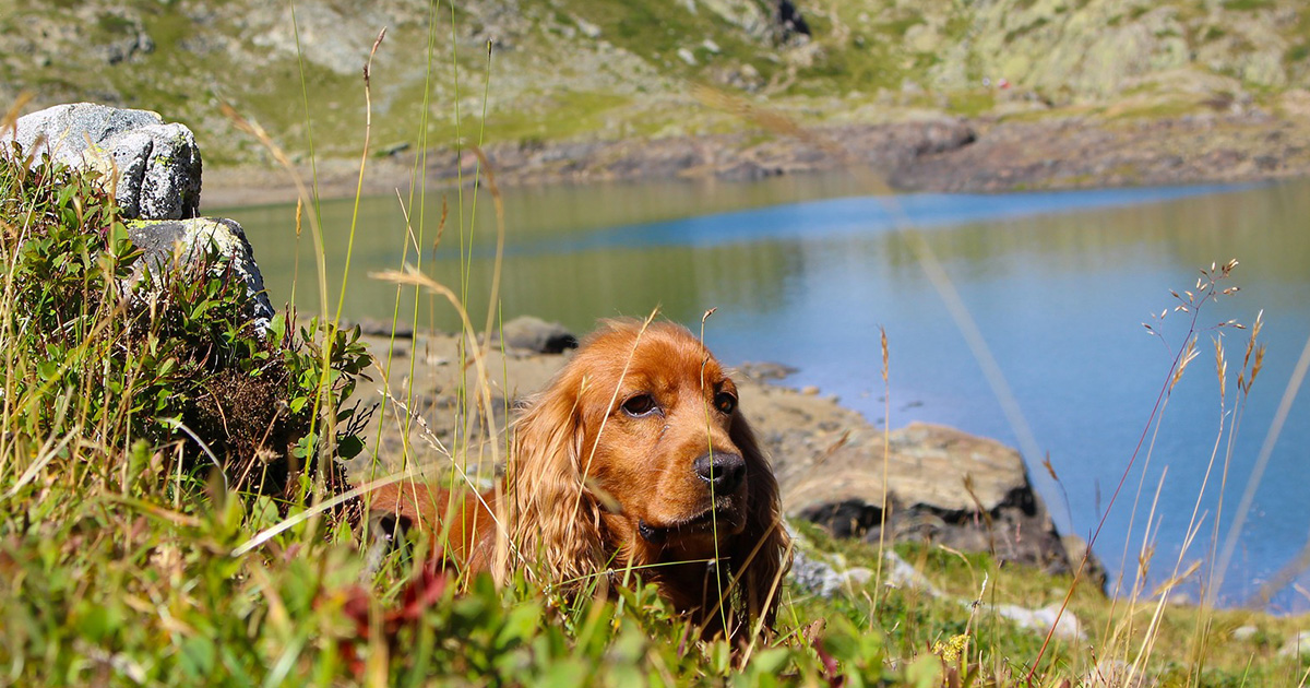 Le cocker anglais (spaniel) - Chien Infos : Conseils canins