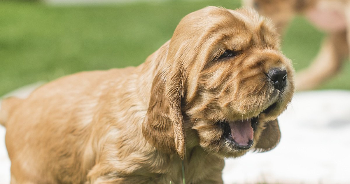 Le cocker anglais (spaniel) - Tout savoir sur les chiens
