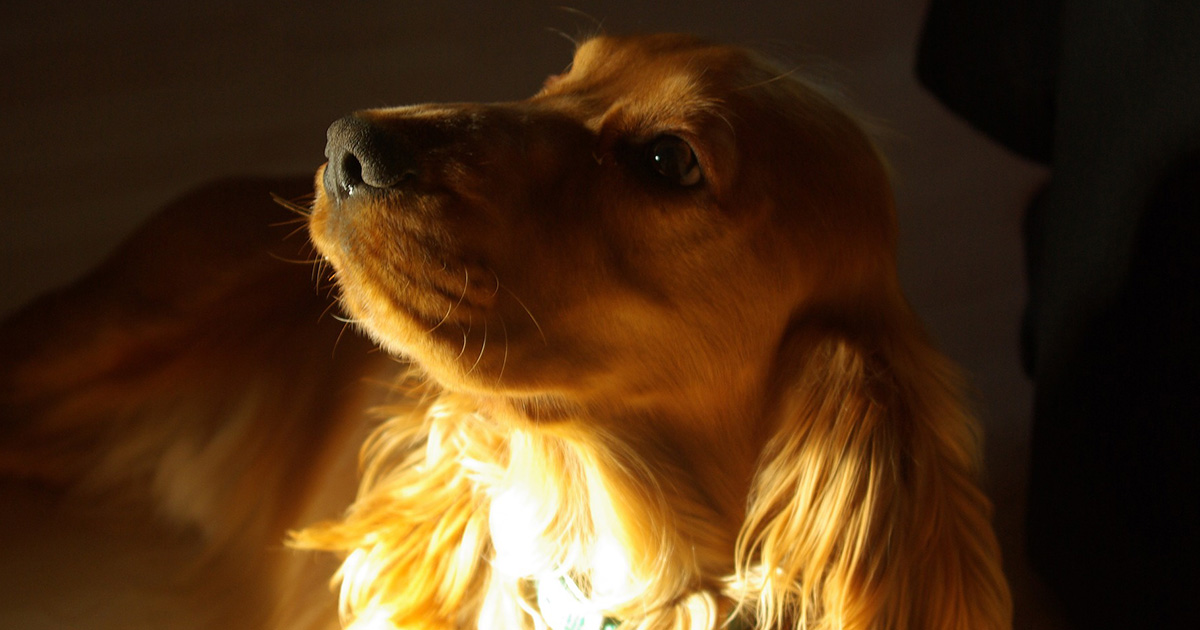 Le cocker anglais (spaniel) - Tout savoir sur les chiens