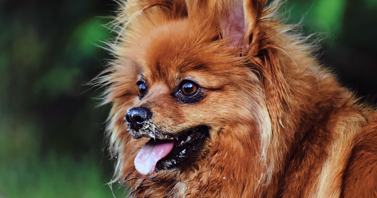 Les chiens de type Spitz - Chien Infos : Conseils canins
