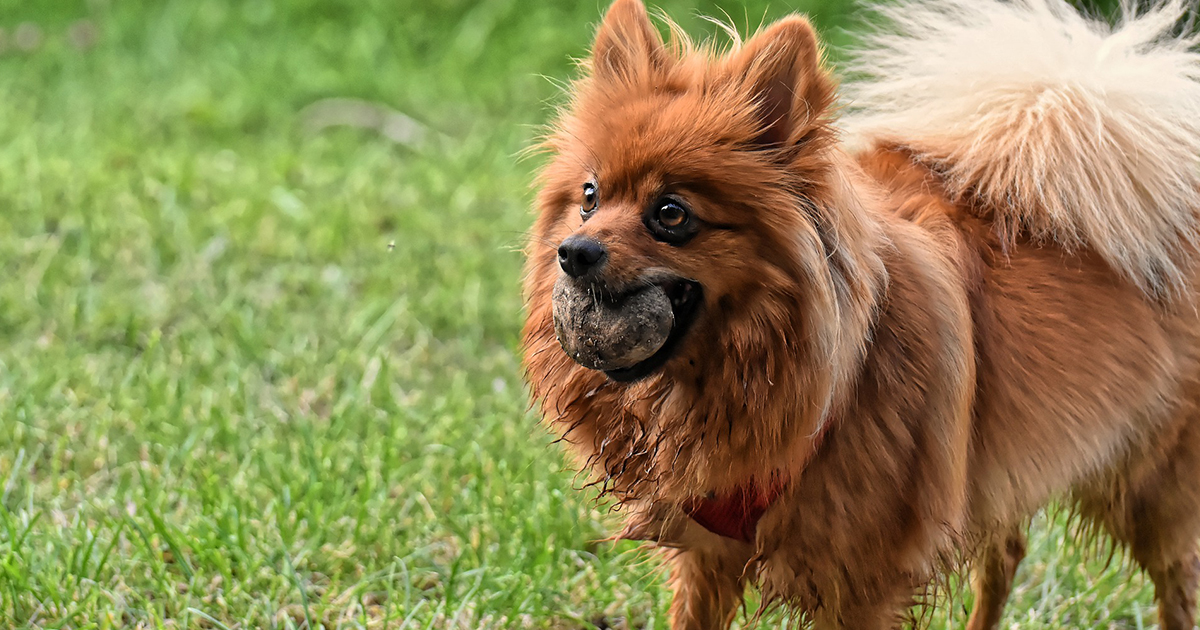 Les chiens de type Spitz - Chien Infos : Conseils canins