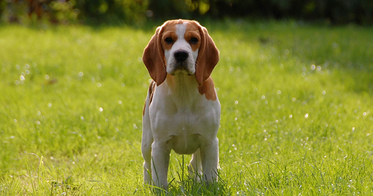 Les chiens courants - Chien Infos : Conseils canins